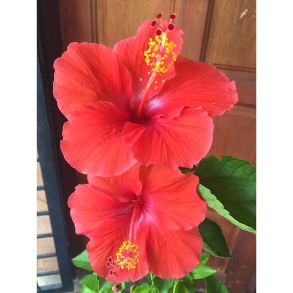 4 Keratan Pokok Bunga Raya Merah Mix Oren Hibiscus Cuttings | Shopee ...