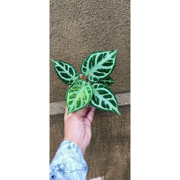 Anthurium Crystal Hope pokok hidup. | Shopee Malaysia
