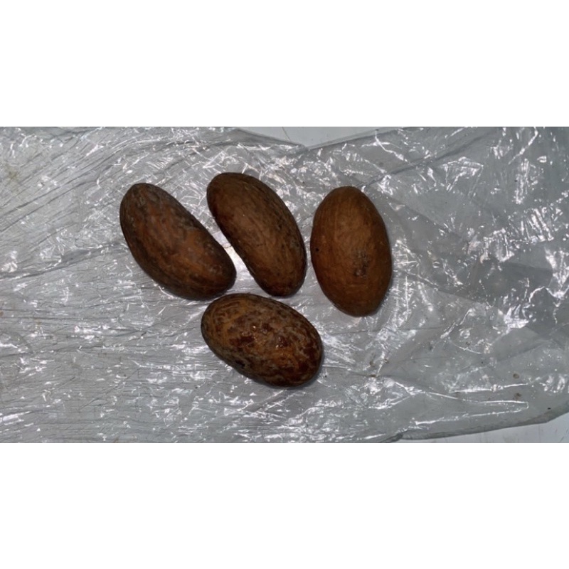 African Fresh BITTER KOLA (6 pieces) | Shopee Malaysia