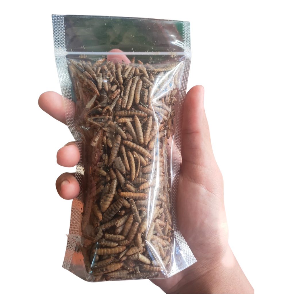 Dry MAGGOT GRADE A 50 Grams | Shopee Malaysia
