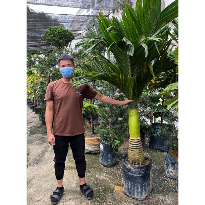 GPS Green Plant Society Live Tree Areca catechu 'Dwarf' 5ft 槟榔 | Shopee ...