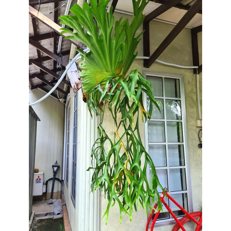 Pokok Tanduk Rusa Staghorn fern 鹿角蕨 (pokok tanduk rusa / platycerium ...