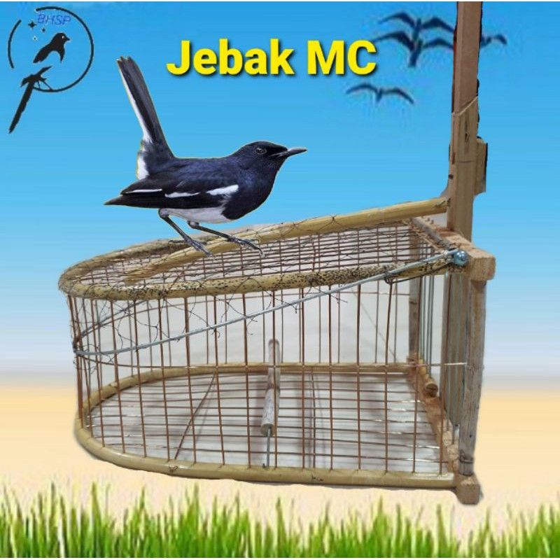 Jebak Murai Kampung (Bilah Tembaga) | Shopee Malaysia