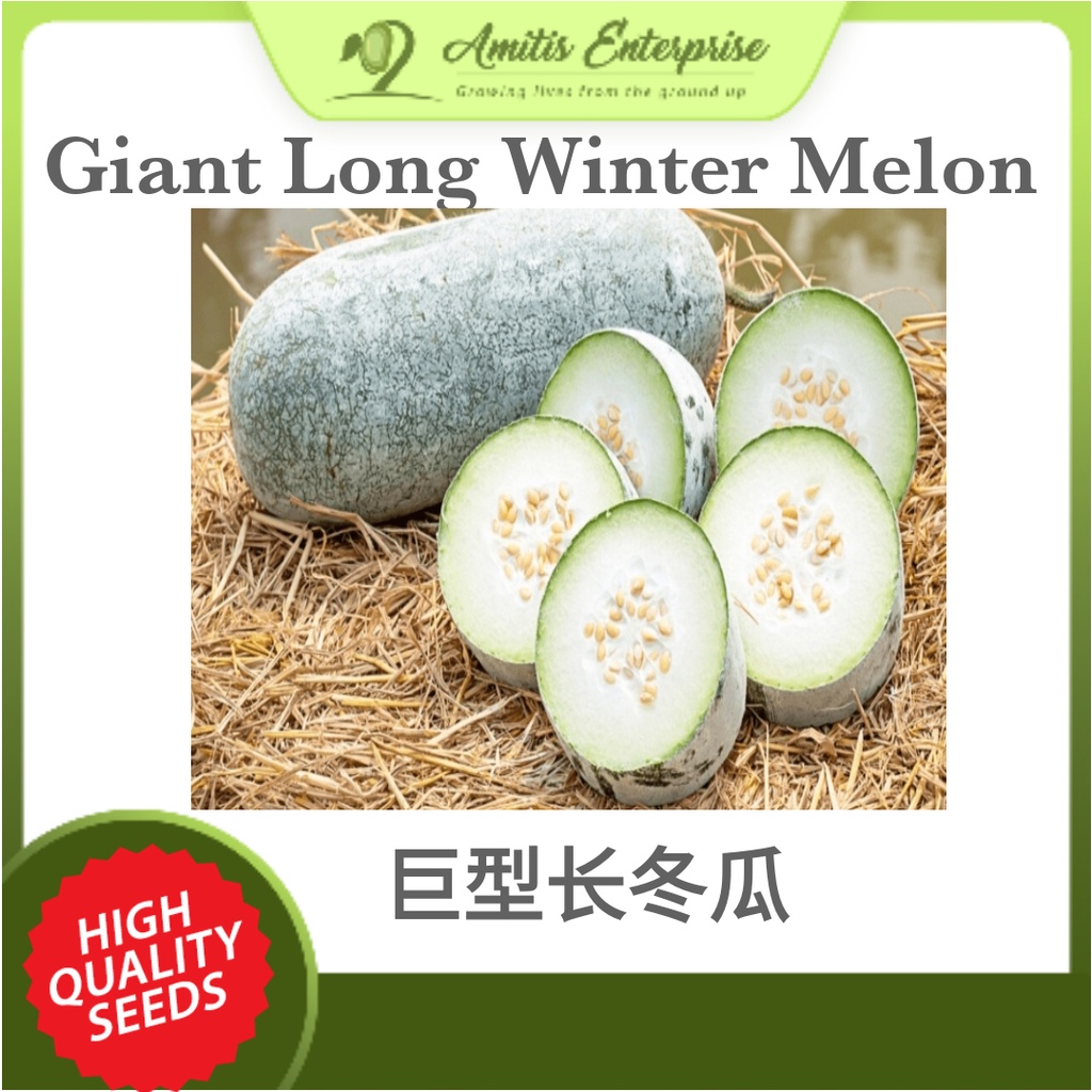 10 Seeds Giant Long Winter Melon巨型长冬瓜 10KG Easy to grow in Malaysia 100 ...
