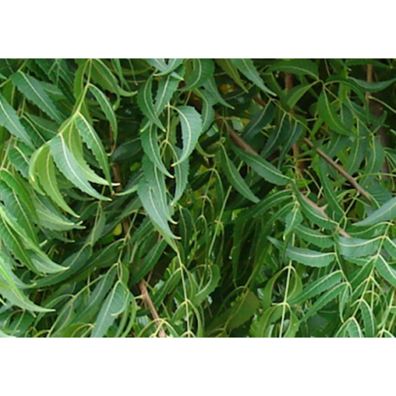 Daun Semambu Segar 100g rawat demam Campak, NEEM LEAF, Baru petik dari ...