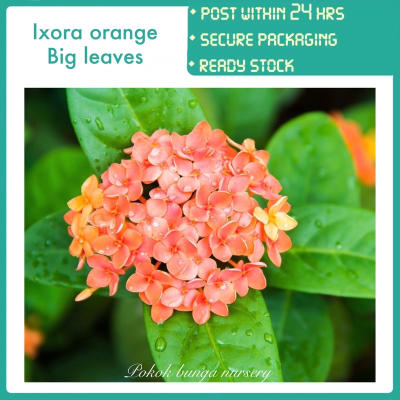PBN - ixora orange big leaves - flower pokok bunga nursery sunkist ...