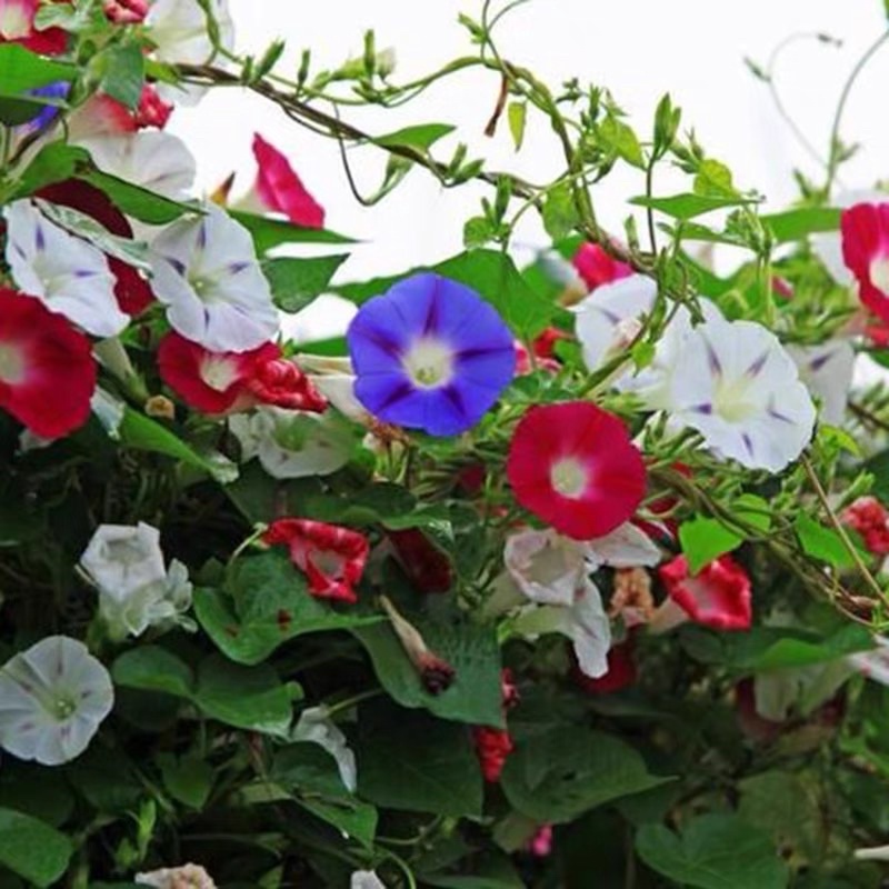 20‘seed Mix colour Morning Glory Flower Random /Biji Benih Bunga Seri ...