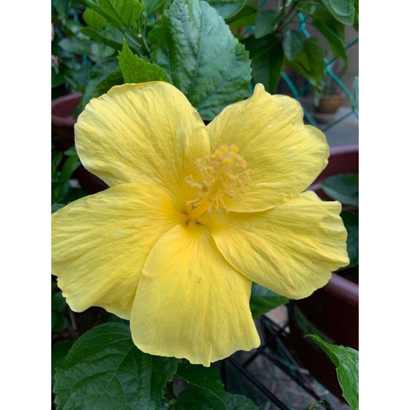 Pokok Bunga Raya Kampung dalam polybag ( pelbagai warna ) | Shopee Malaysia