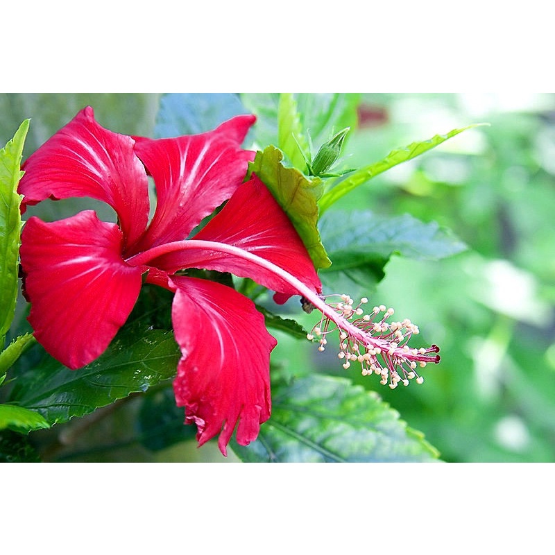 Pokok Bunga Raya Kampung dalam polybag ( pelbagai warna ) | Shopee Malaysia