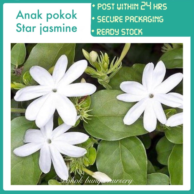 PBN - anak pokok star jasmine - pokok bunga nursery live outdoor flower ...