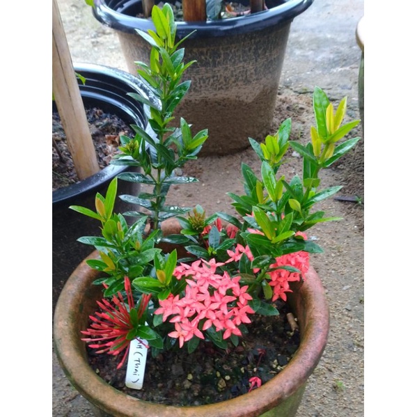 Pokok Bunga Ixora Sunkist Merah (Ank Pokok) Viral. | Shopee Malaysia