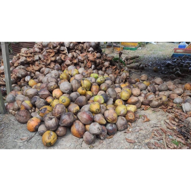 kelapa tua / kelapa inti (kuih muih) / kelapa tombong / tumbong ...