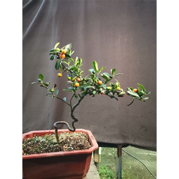 🍊Japanese citrus kinzu bonsai (plant)🍊金 豆 柑盆栽 | Shopee Malaysia