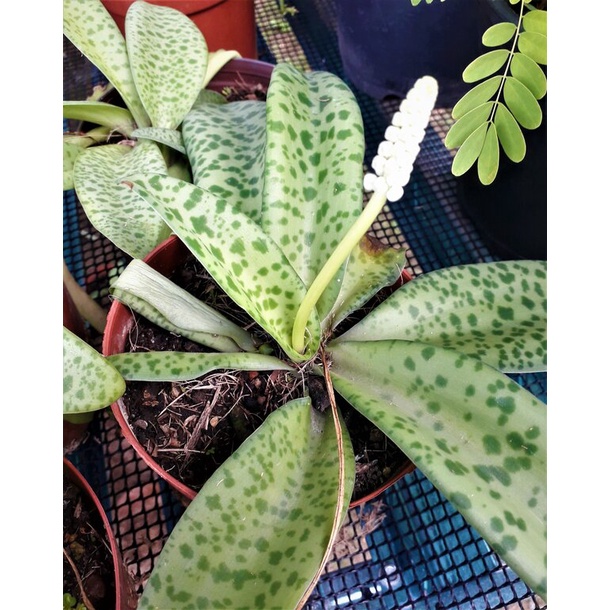 Pokok Setawar (Kalanchoe Pinnata) | Shopee Malaysia