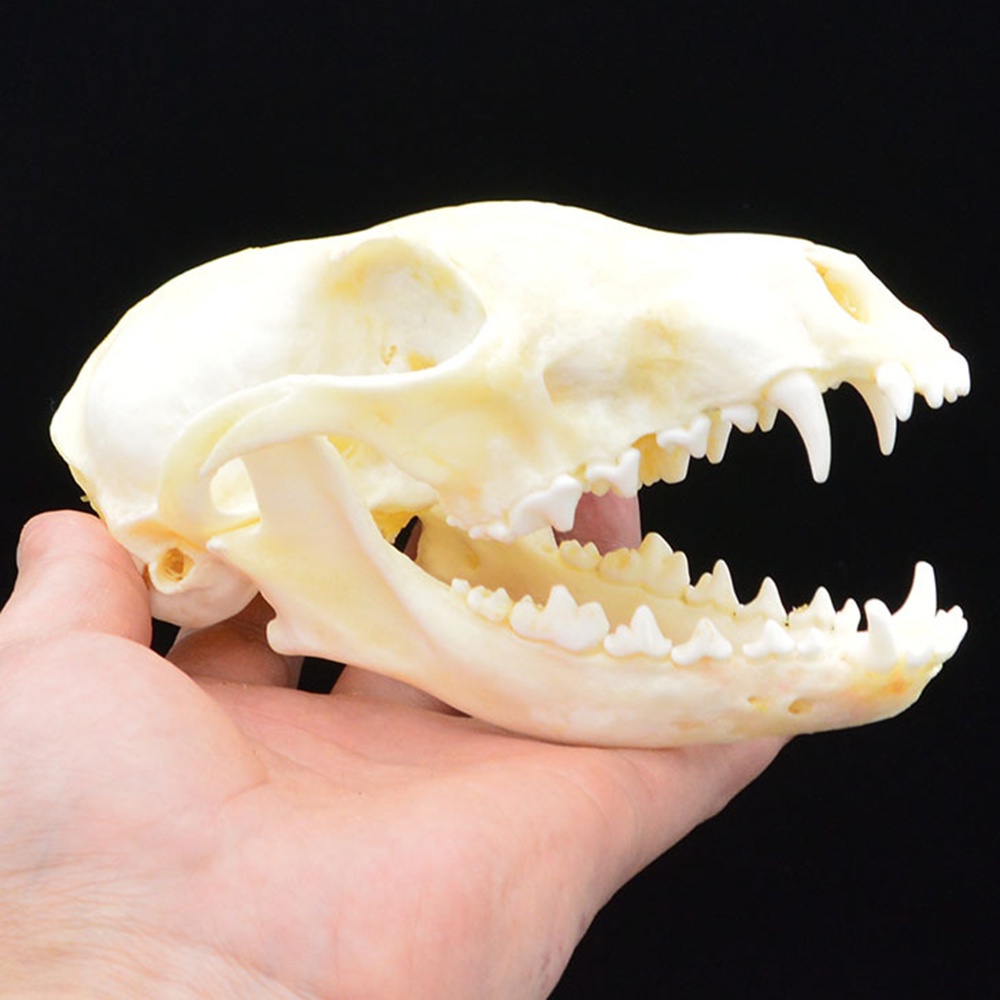 New Real Red Fox Bones Skull Fox Head Skeleton Natural Teeth Bone ...