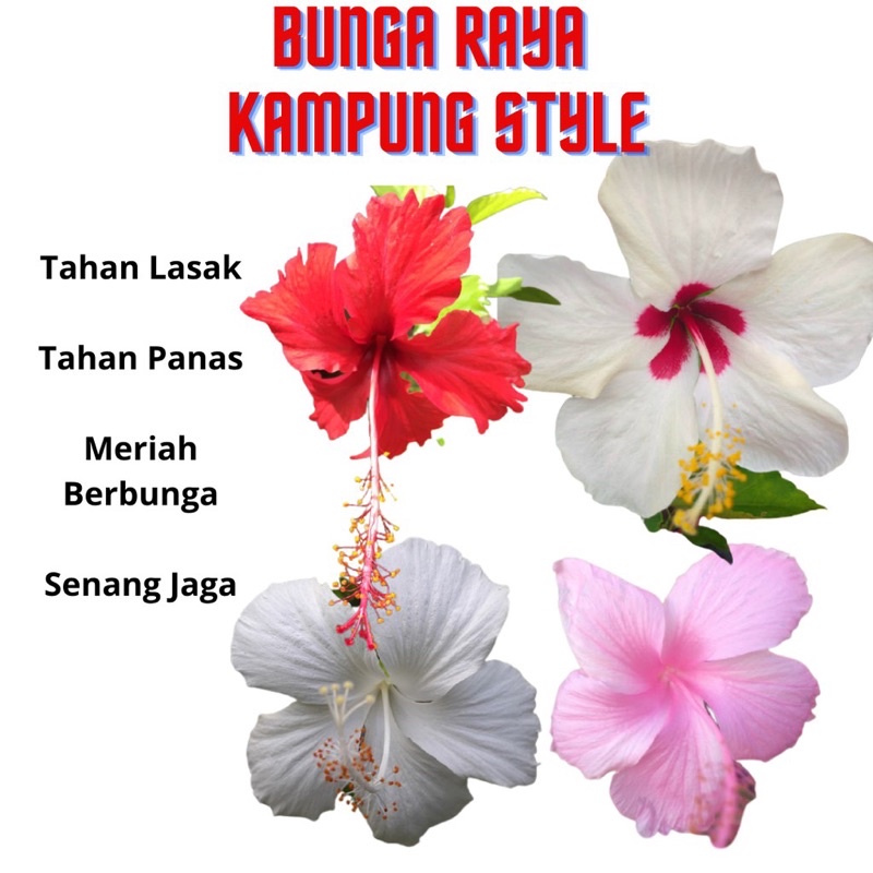 Pokok Bunga Raya Kampung dalam polybag ( pelbagai warna ) | Shopee Malaysia
