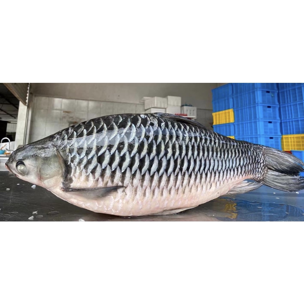 FRESH FROZEN BLACK EMPEROR WILD RIVER FISH SARAWAK 2.1kg-2.48kg / 黑皇帝鱼 ...