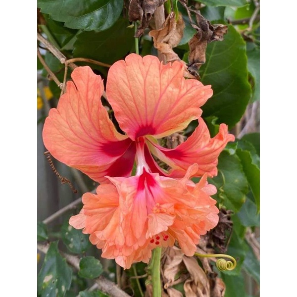 3 Keratan Pokok Bunga Raya Oren Peach Double Layer.. | Shopee Malaysia