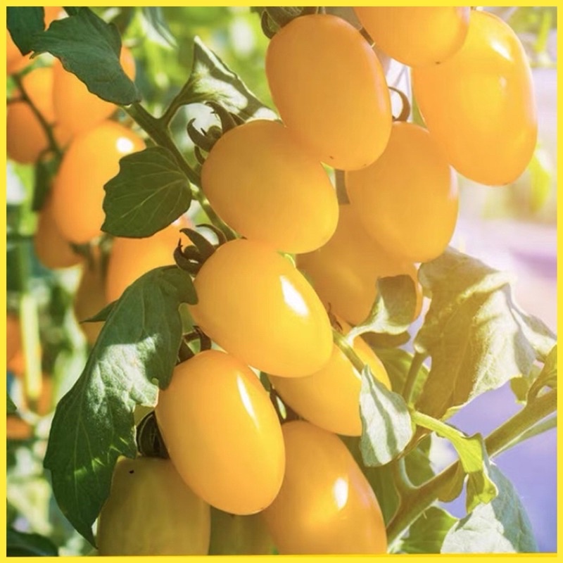 Biji Benih Tomato Ceri Kuning (25pcs+/-) ｜ Yellow Cherry Tomato Seeds ...