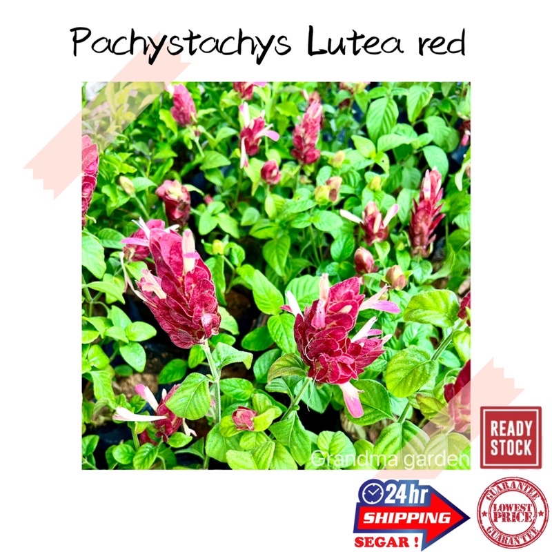 (GG real plant) pachystachys Lutea red ^ anak pokok jagung bunga shrimp ...