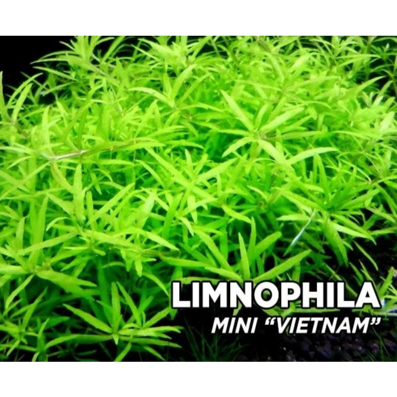 LIMNOPHILA SP VIETNAM FULLY SUBMERGED/DAUN AIR (8 STEM) | Shopee Malaysia