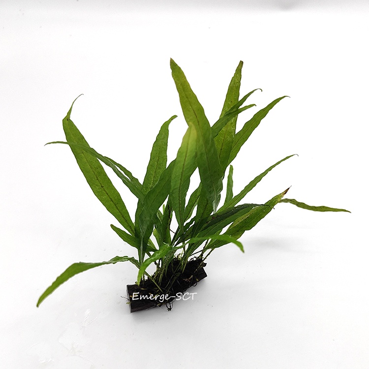 Java Fern' mini'迷你皇冠草（on wood)-Emerge水上叶/Aquatic plants/Tumbuhan ...