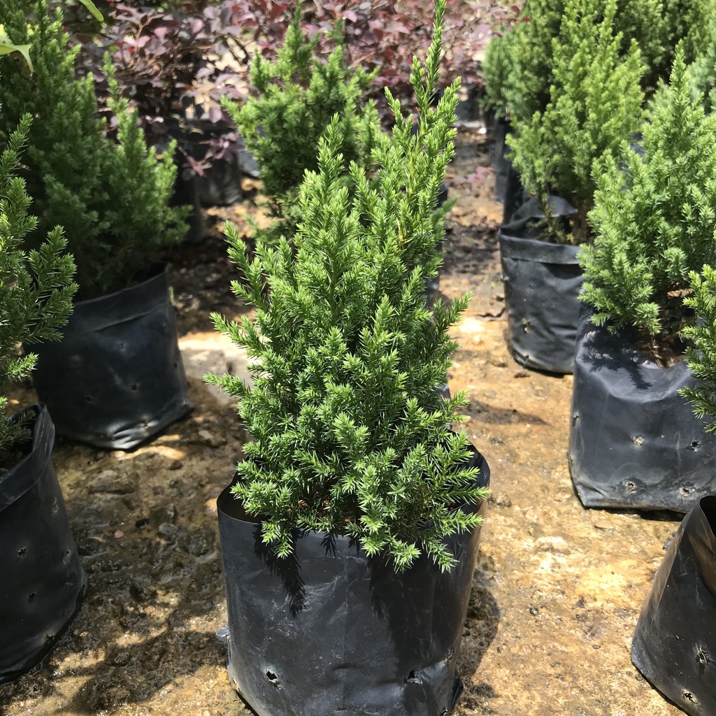 Juniper Christmas Tree Live Plant Pokok Hiasan Juniperus 刺柏 盆栽 Bonsai ...