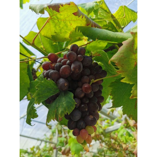 KERATAN ANGGUR RED MUSCAT CUTTING GRAPE WINE LIVE PLANT FRUIT | Shopee ...
