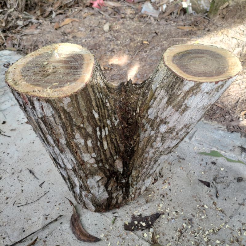 Kayu hutan cabang besar | Shopee Malaysia