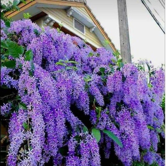 POKOK BUNGA SANDPAPER VINE UNGU. SANDPAPER PURPLE. READY STOCK | Shopee ...