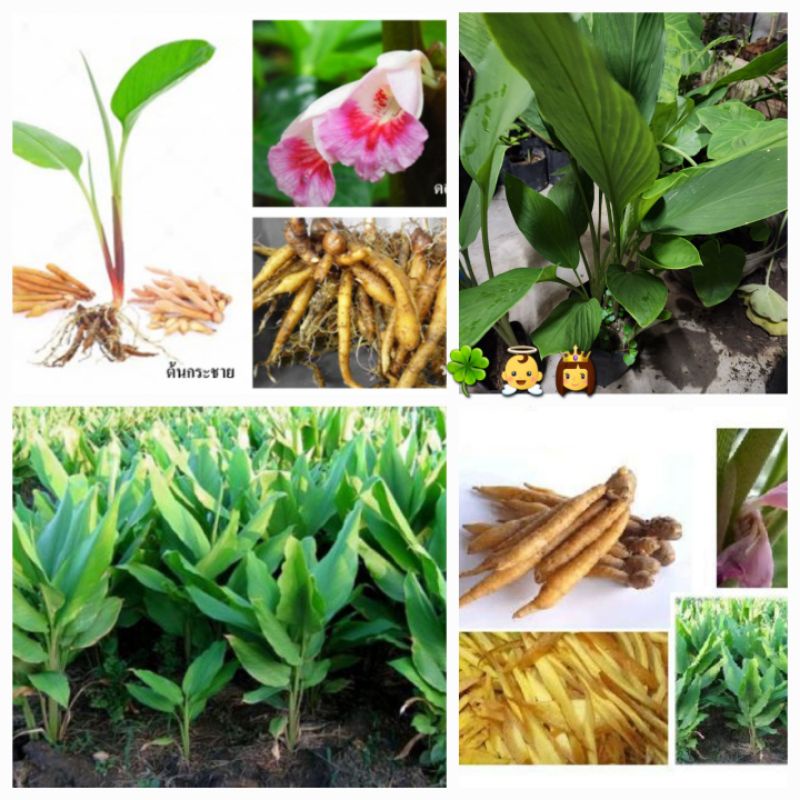 Fingerroot/Anak Pokok Temu Kunci/Boesecnergia Pandurata ต้นกระชาย,หัว ...