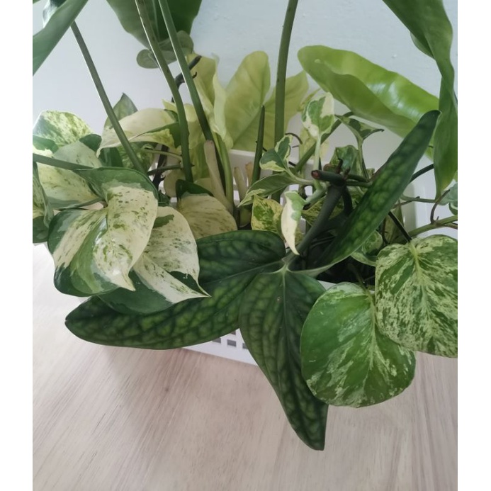 KERATAN BATANG NJOY, MARBLE QUEEN, MANJULA POTHO, MONSTERA SP LANIATA ...