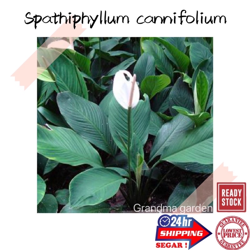 (GG real plant) spathiphyllum cannifolium - peace lily daun besar tebal ...