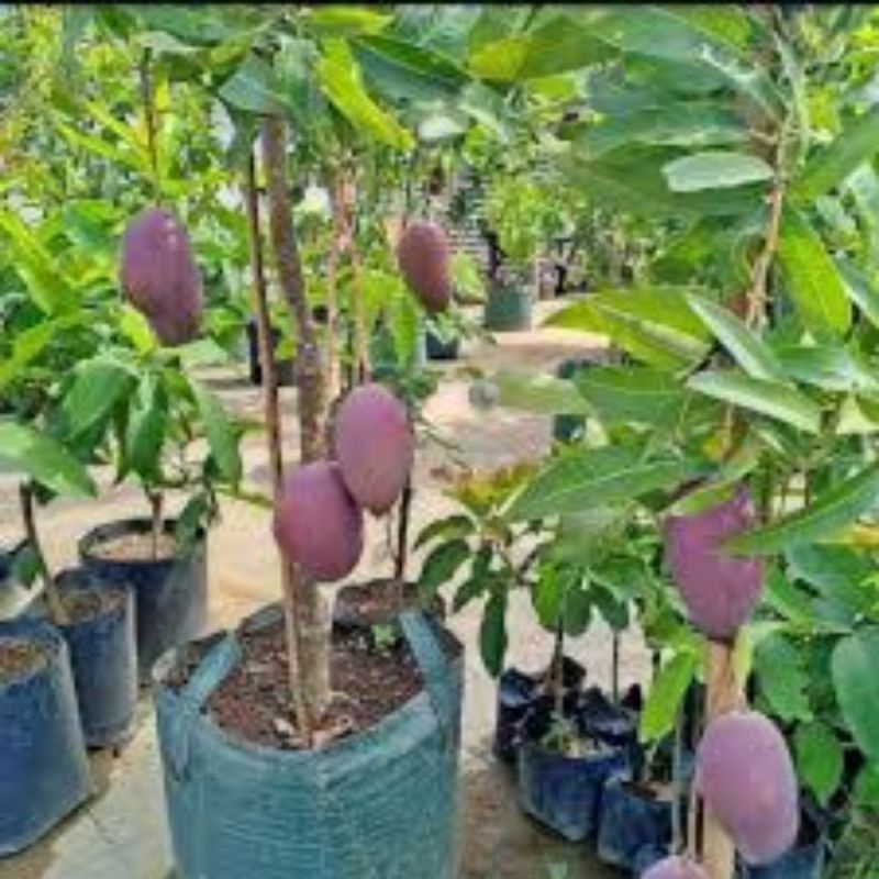 Pokok Mangga Irwin Hybrid. | Shopee Malaysia