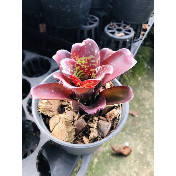 Neoregelia Dartanion ( miniature ) bromeliad 積水风梨 | Shopee Malaysia