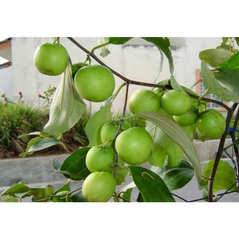 Pokok Bidara Epal Hybrid Ready Stock | Shopee Malaysia
