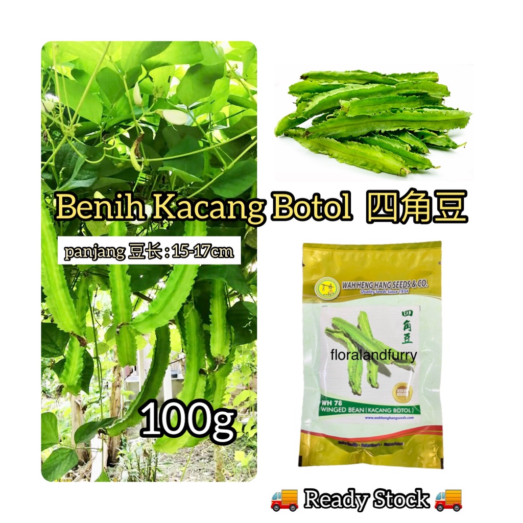 100g WH78 Four Angle Bean Seeds (Winged Bean) 四角豆 Biji Benih Kacang ...