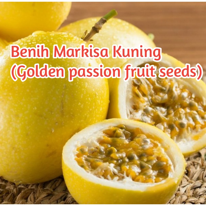 10 biji benih buah markisa kuning Golden passion fruits untuk ditanam ...