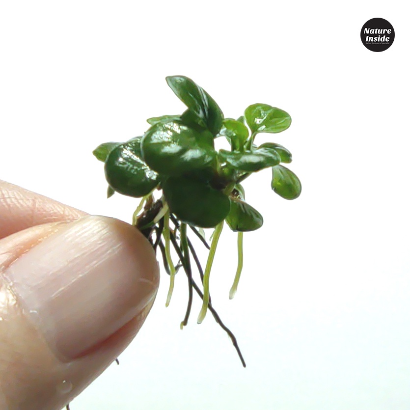 Tropica 1-2grow Anubias Barteri Mini Coin Aquatic Plant *New* | Shopee ...