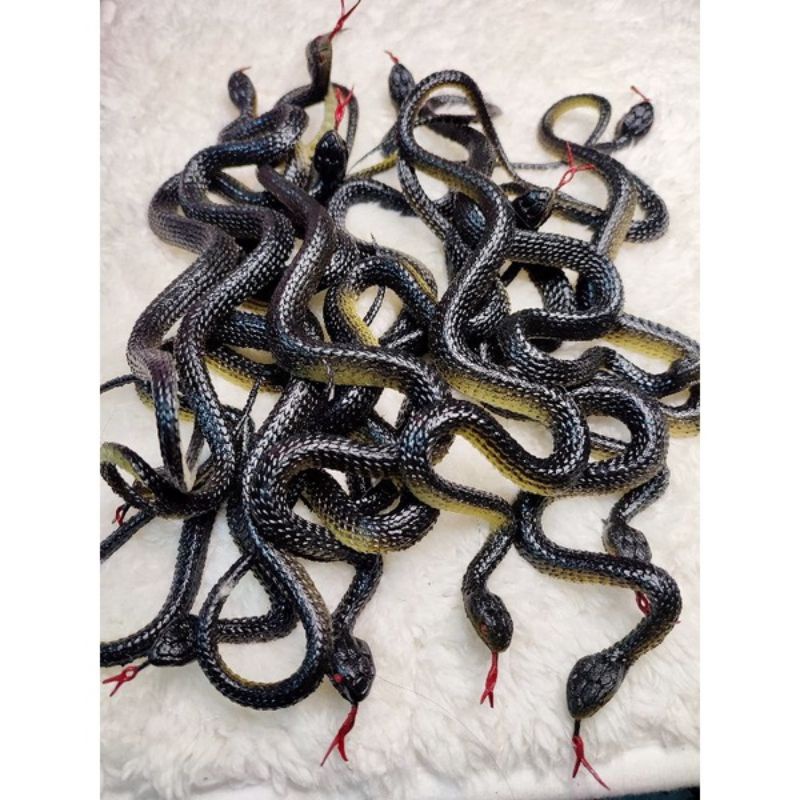 Ular getah realistic snake toy 1 pcs readystock | Shopee Malaysia