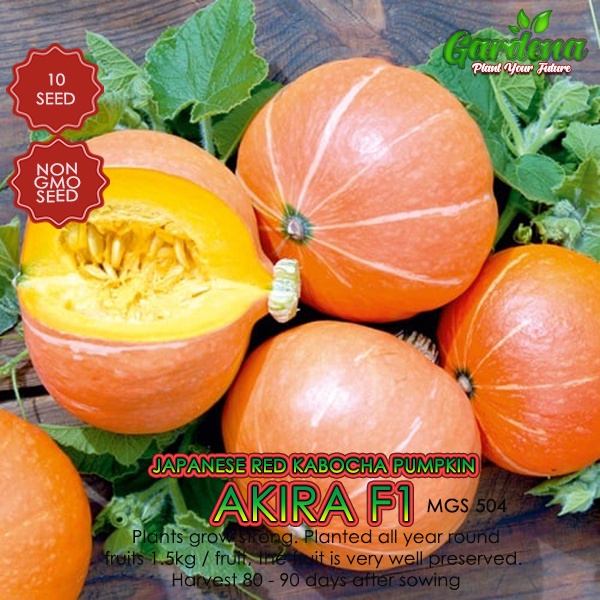 10 BIJI BENIH LABU MANIS JEPUN RED KABOCHA PUMPKIN HIBRID AKIRA F1 ...