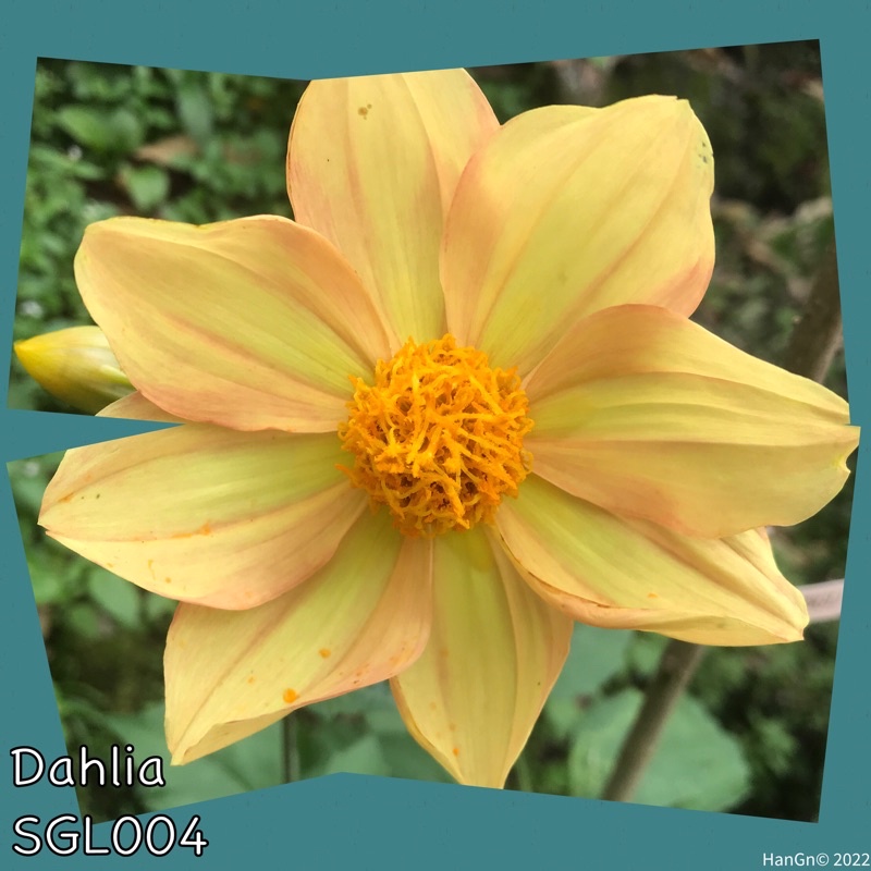 Dahlia Tuber Type SGL004 JP Limeorge Shade Single (Mignon Series Collection Dec'22) | Shopee ...