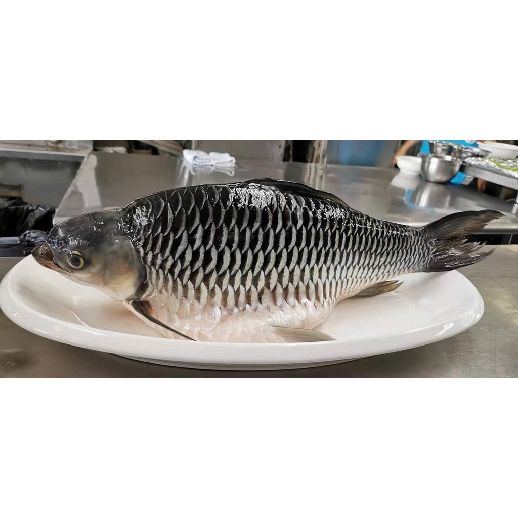 FRESH FROZEN BLACK EMPEROR WILD RIVER FISH SARAWAK 1.5kg-1.8kg / 黑皇帝鱼 ...