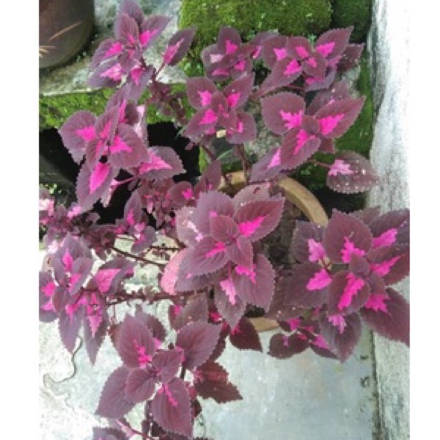 Pokok bunga ati-ati Coleus Live Plant | Shopee Malaysia