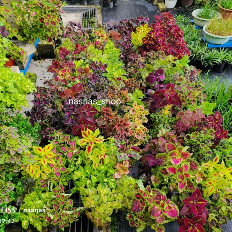 Keratan Pokok Bunga Ati-Ati / Ati Ati / Coleus Cutting / Anak Pokok ...