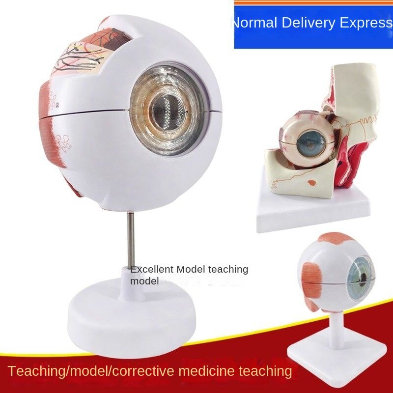 （Ready stock）眼球模型Magnification 6X Removable Human Eye Eyeball Model for ...