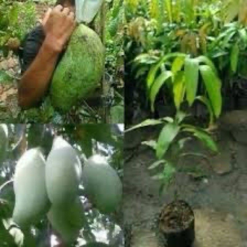 Pokok Mangga King Hybrid | Shopee Malaysia