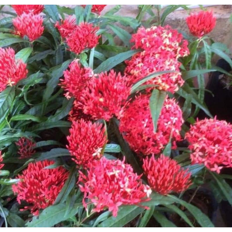 Pokok Bunga wangi Siantan Jejarum Ixora Madagascar Odorata Fragrant ...