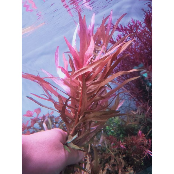 amania gracilis aquatic plant | Shopee Malaysia