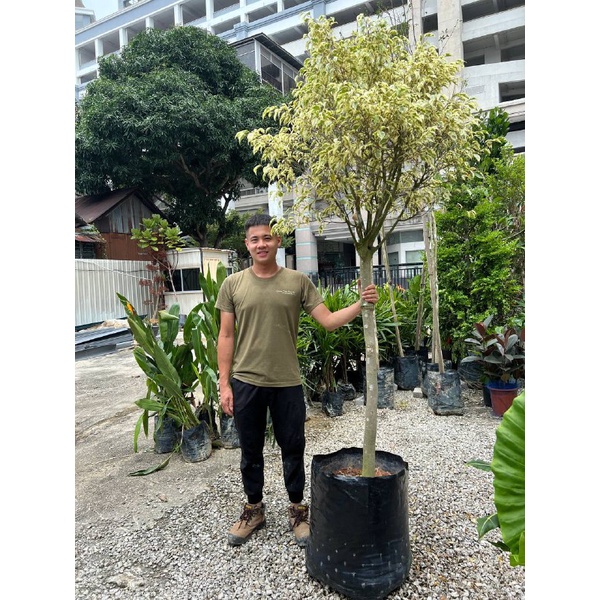 GPS Green Plant Society Live Tree Ficus Benjamina Starlight 星光榕 6-8ft ...
